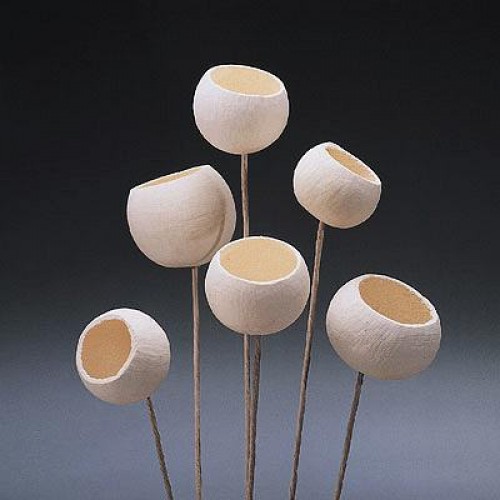 Dried Pods and Decorative Seeds