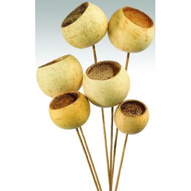 Dried Monkey Pods on Stem - Monkey Pod for sale - Buy Monkeys Pod