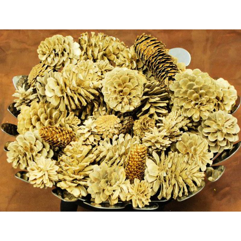Bleach Assorted Pine cones - Bleached pinecones