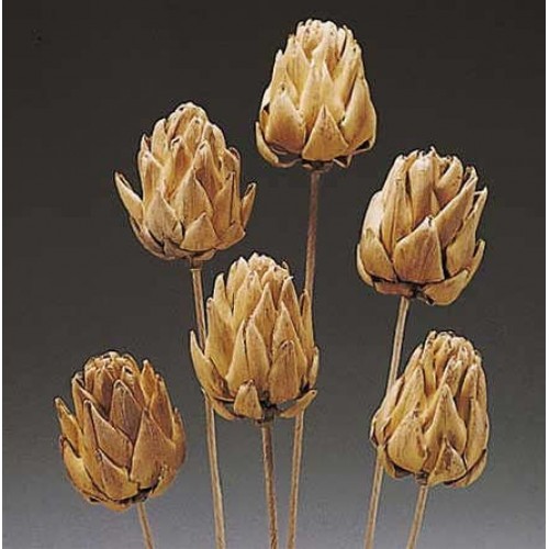 Dried Pods and Decorative Seeds