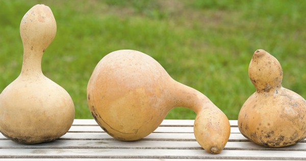 Dried Natural Gourds - Large Size - Assortment