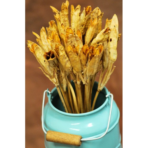 Dried Pods and Decorative Seeds