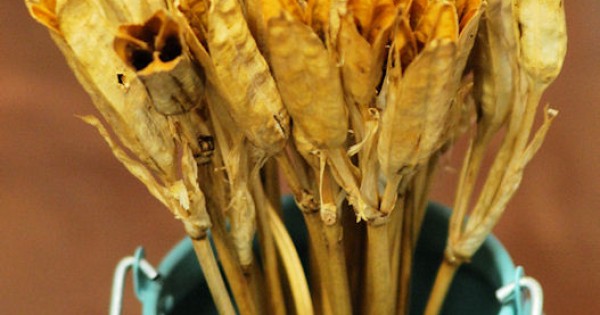 Dried Iris Pods - Decorative Iris Pod