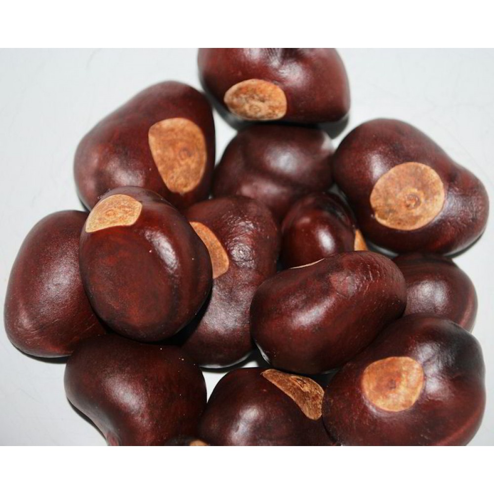 Horse Chestnuts - Large/Small Size Horse Chest Nuts
