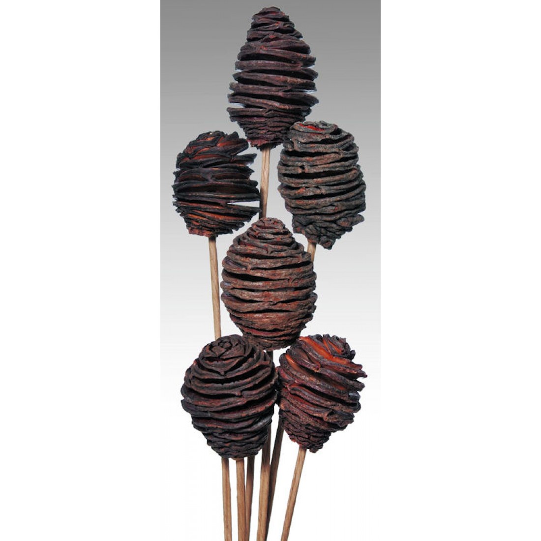 Platys Pod Spiral Cone