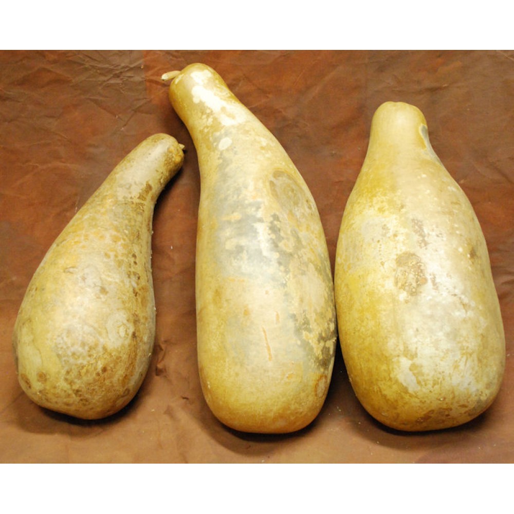 Dried Gourds - Jumbo Size Gourds