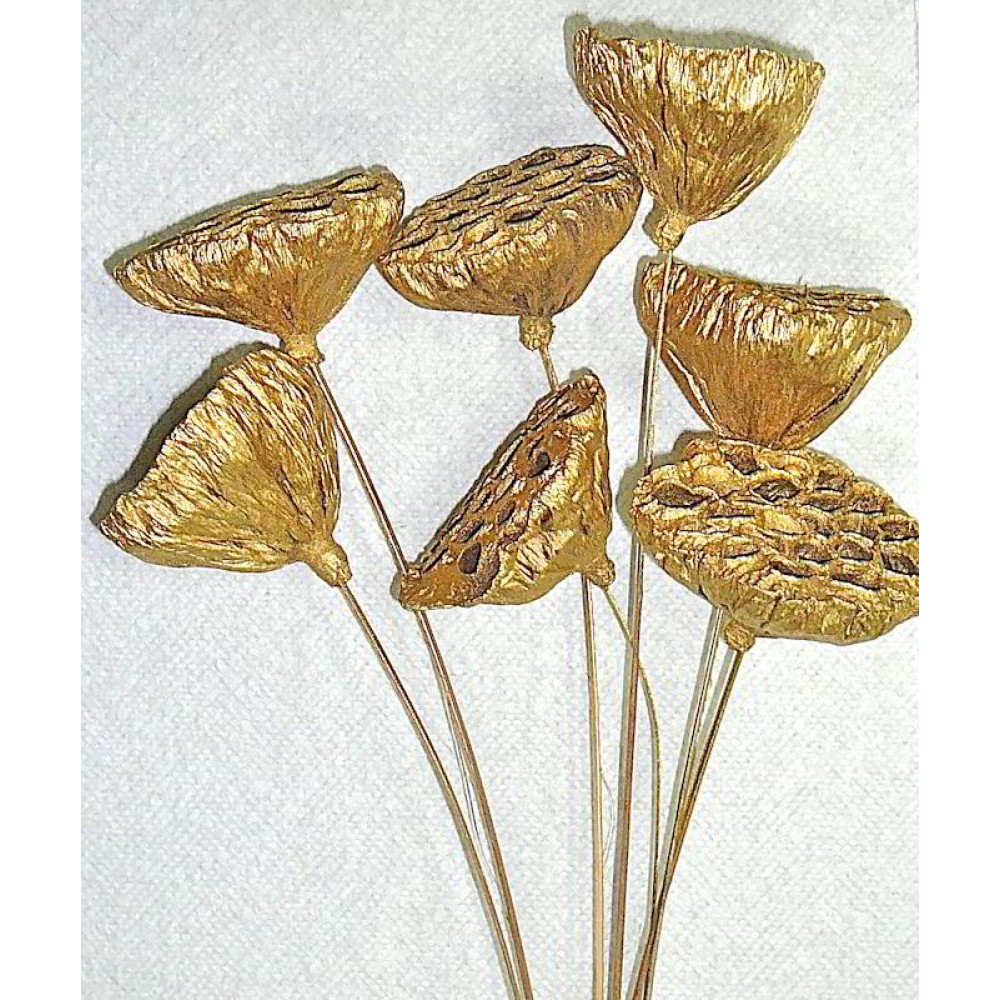 Gold Lotus Pods on Stems