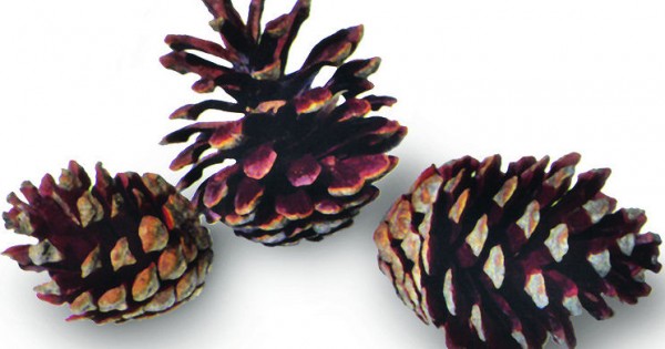 Jack Pine Cones - Natural Jack Pinecones