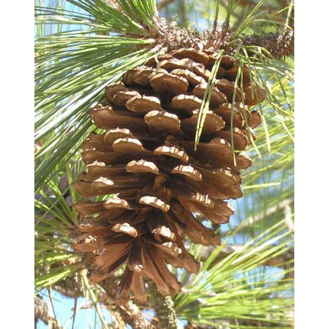 LongLeaf Pine Cones - Natural Long Leaf pinecones