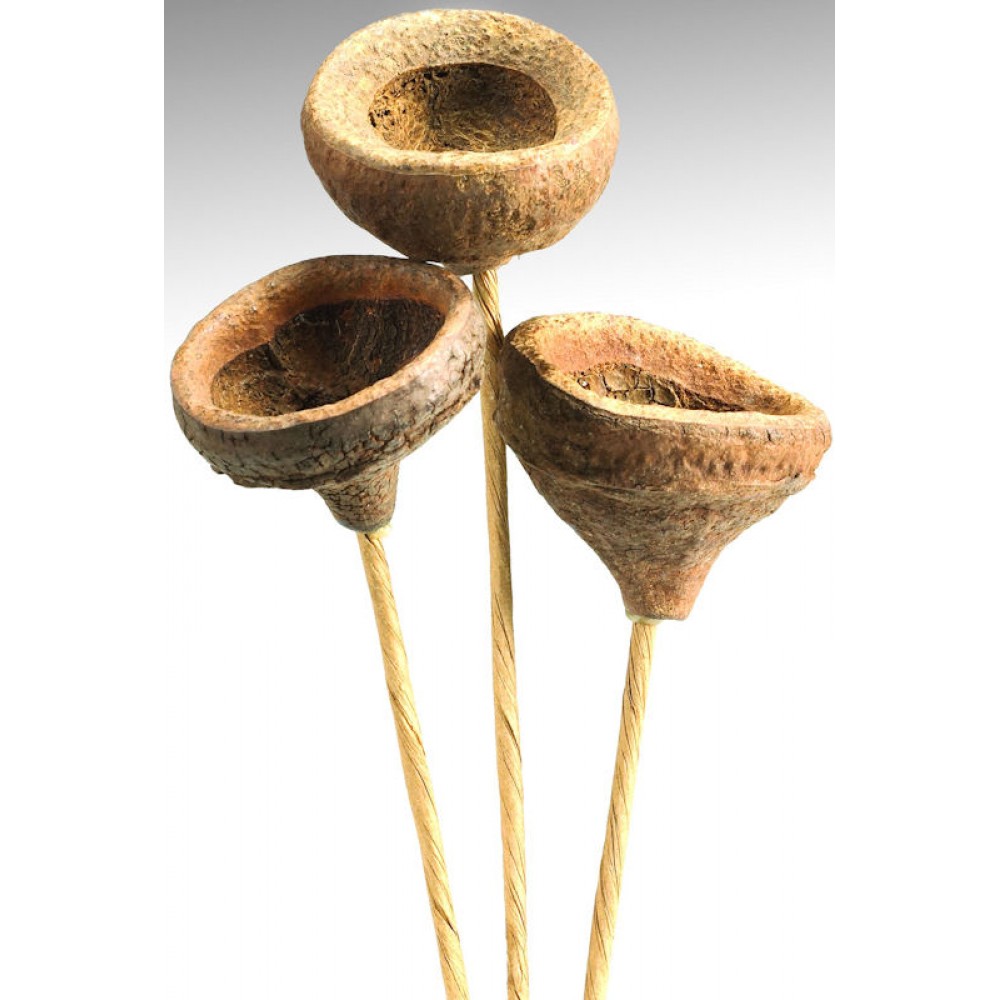 Dried Monkey Pods on Stem - Monkey Pod for sale - Buy Monkeys Pod