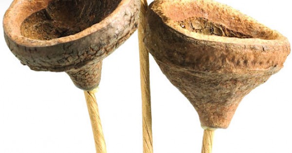 Dried Monkey Pods on Stem - Monkey Pod for sale - Buy Monkeys Pod