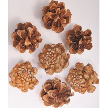LongLeaf Pine Cones - Natural Long Leaf pinecones