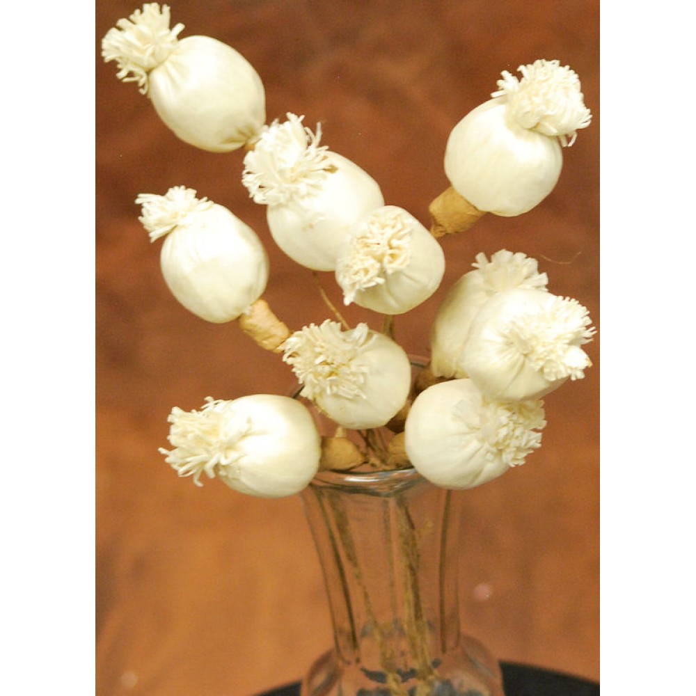 Shola Poppy Pods | Buy Dried Poppy Pods | Curious Country Creations