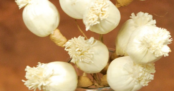 Shola Poppy Pods | Buy Dried Poppy Pods | Curious Country Creations