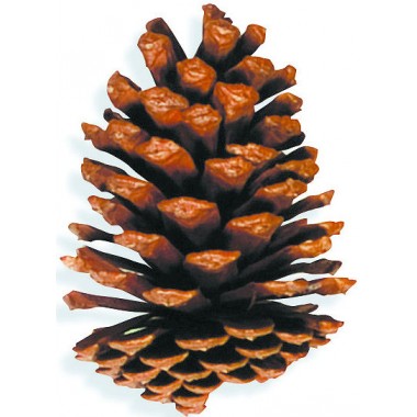 LongLeaf Pine Cones - Natural Long Leaf pinecones