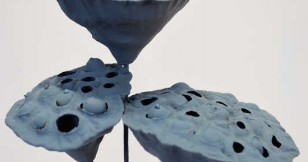 Slate Blue Lotus Pods on Stems