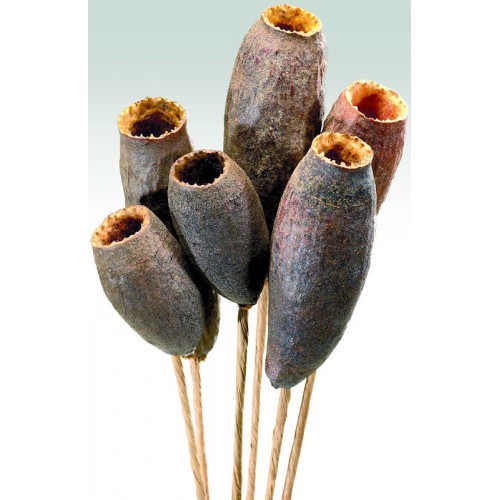 Dried Pods and Decorative Seeds