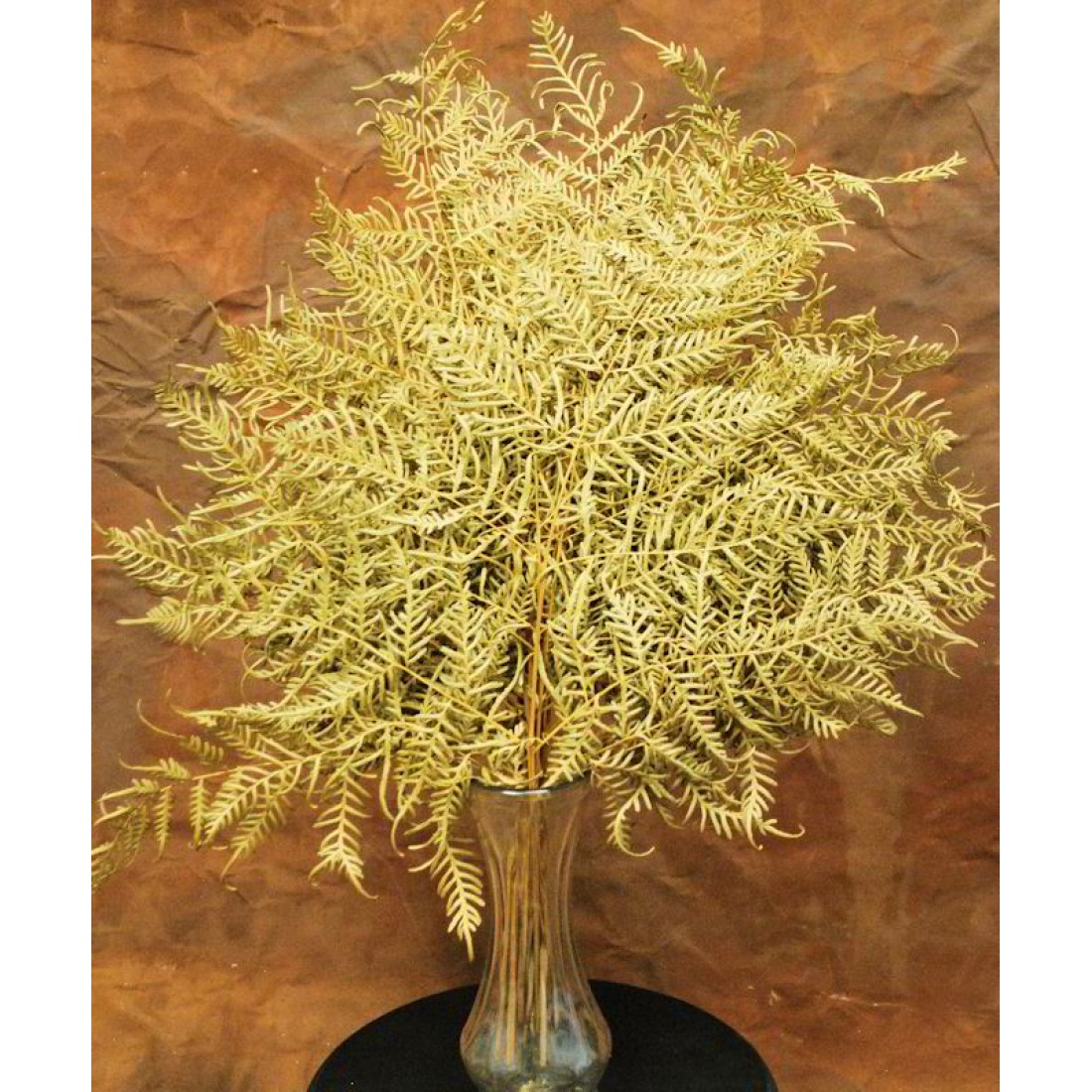 Dried Bracken Fern - Preserved Ferns