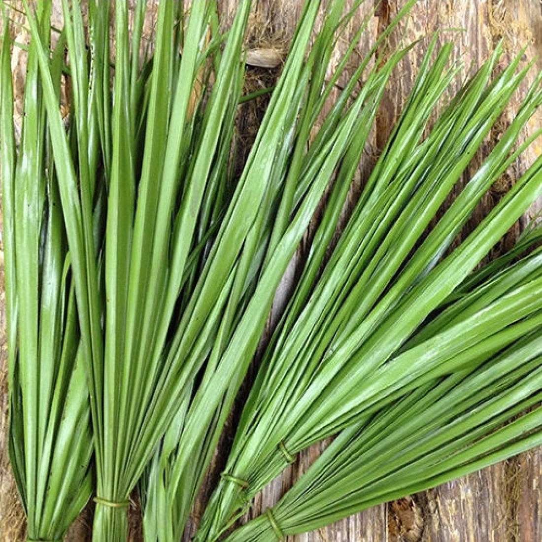 Dried Palm Leaf Bunch - Dried Bulb Foliage