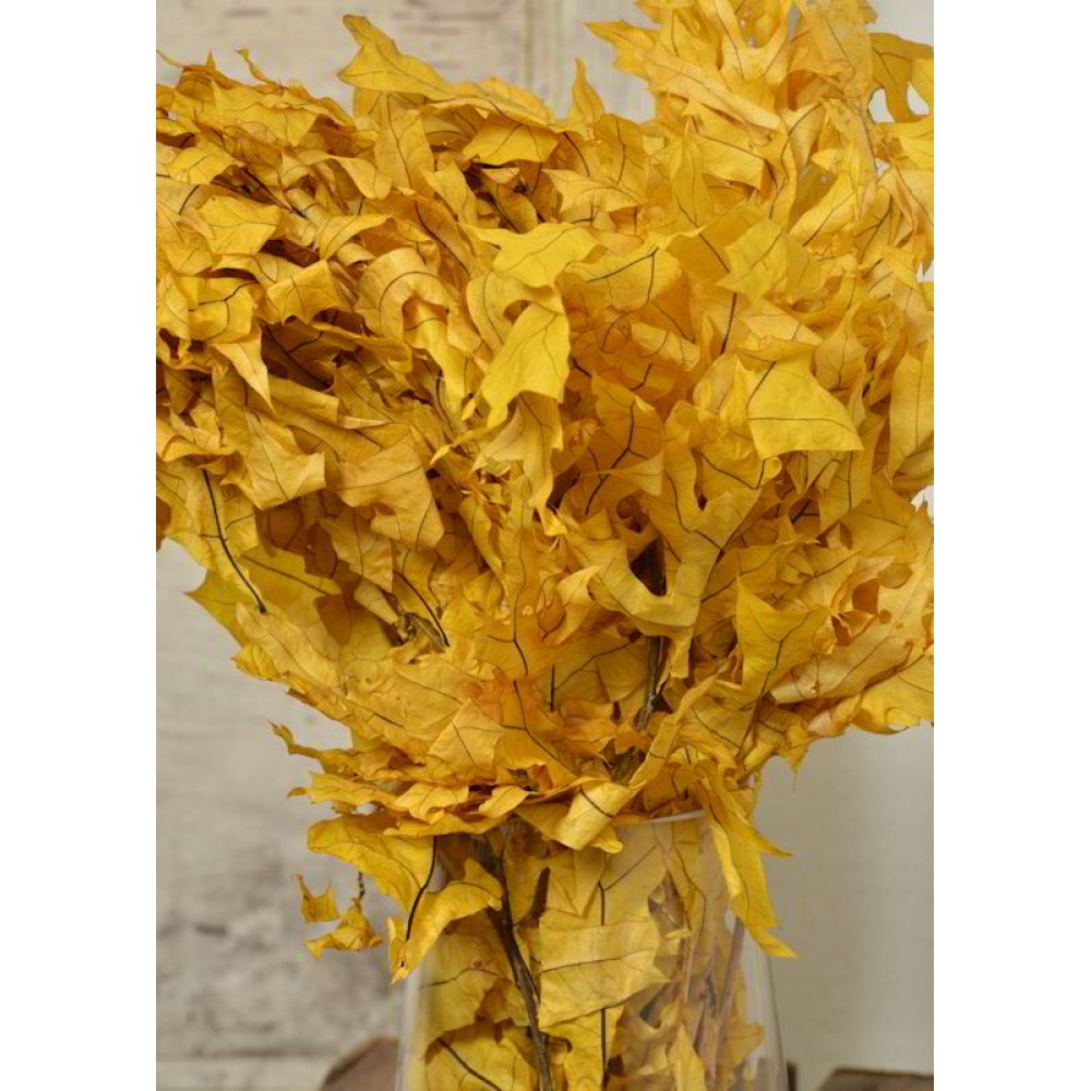 Preserved Yellow Oak Leaves, 1LB Decorative, Pressed, Dried Leaves