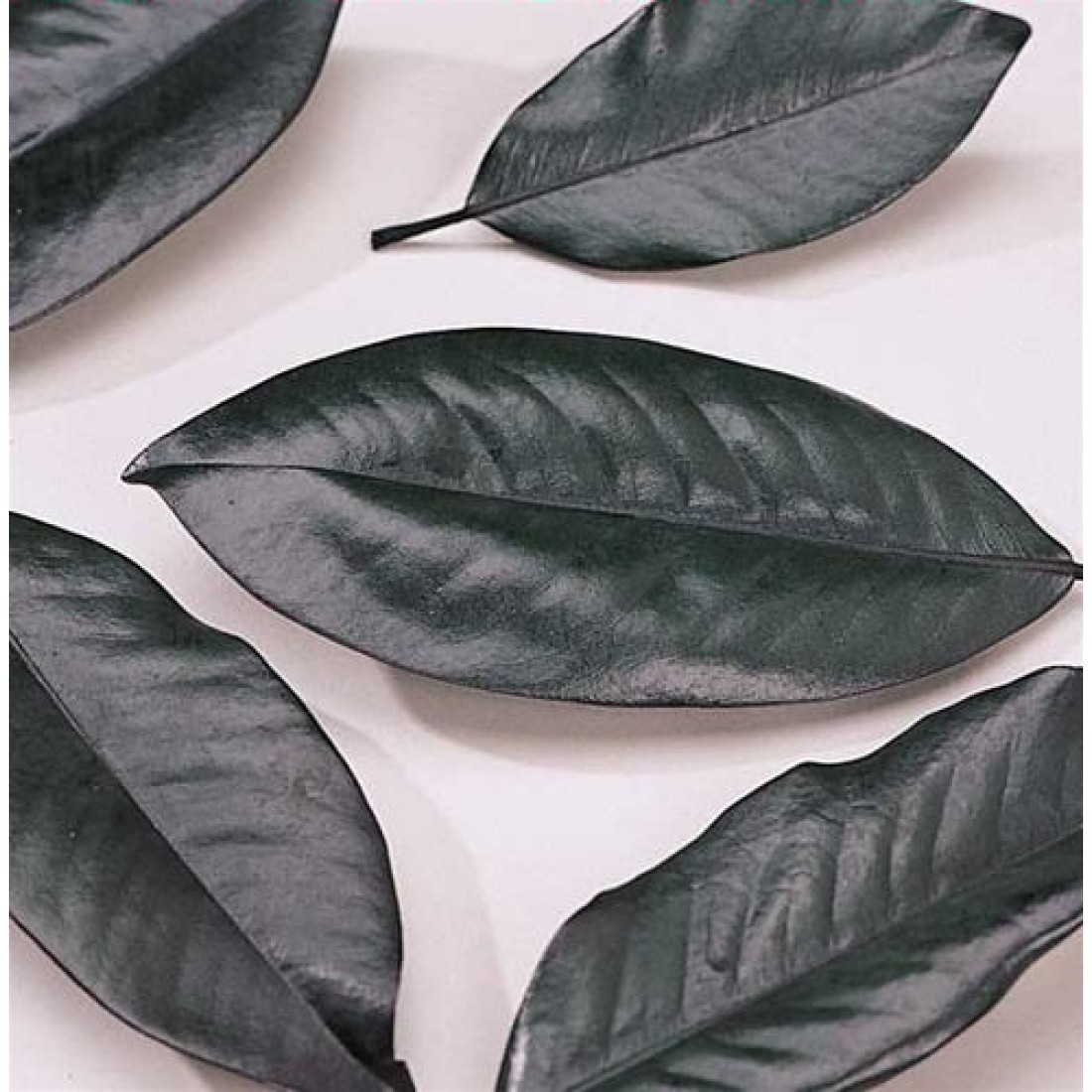 Preserved Magnolia Leaves - Dried Magnolia Leaves - 200 Leaf Bulk Box
