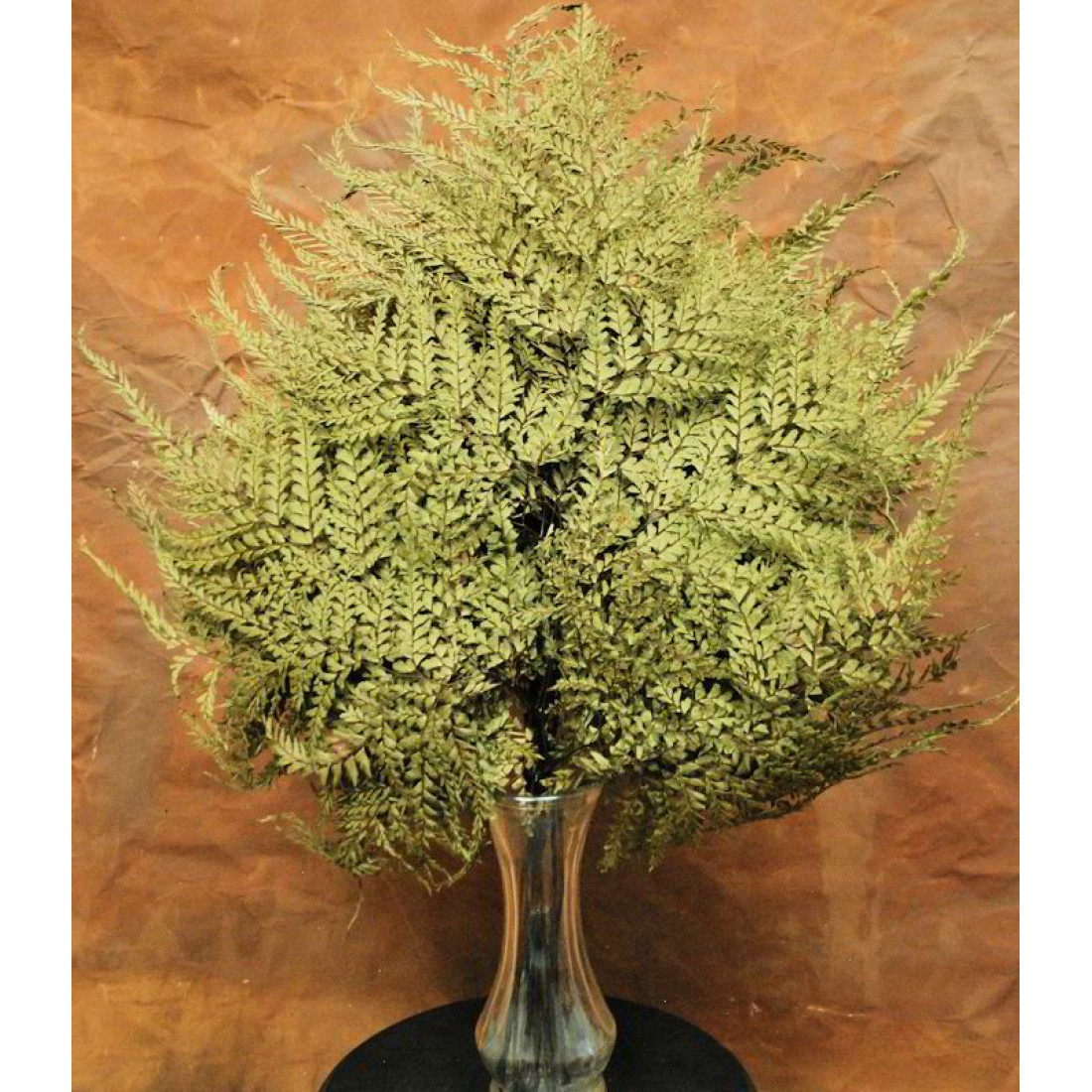 Dried Maiden Hair Fern - Preserved Ferns