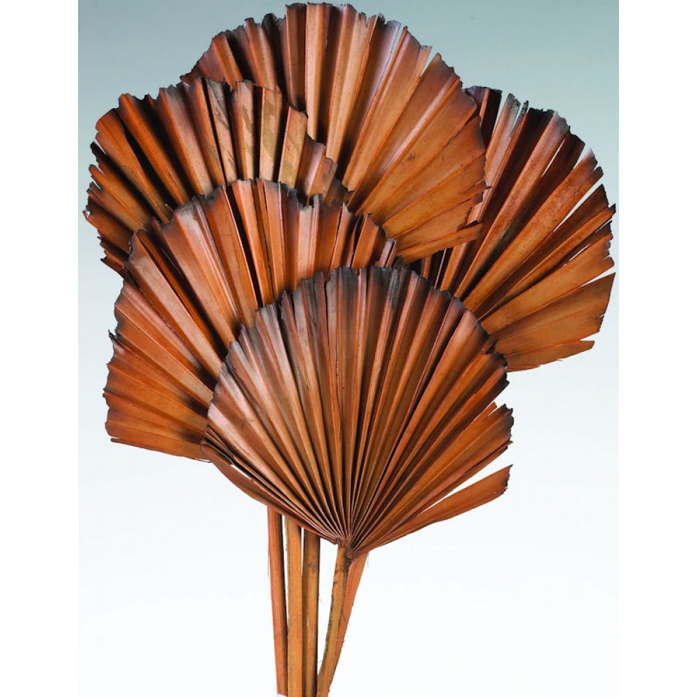 Burnt Sun Palm Fans - Burnt Palm Fan