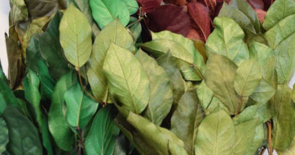 Preserved Lemon Leaf (Salal)
