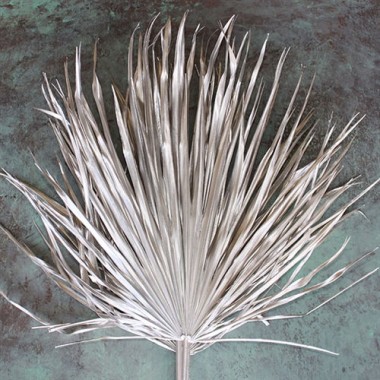 Dried Whole Palms - Preserved Fronds