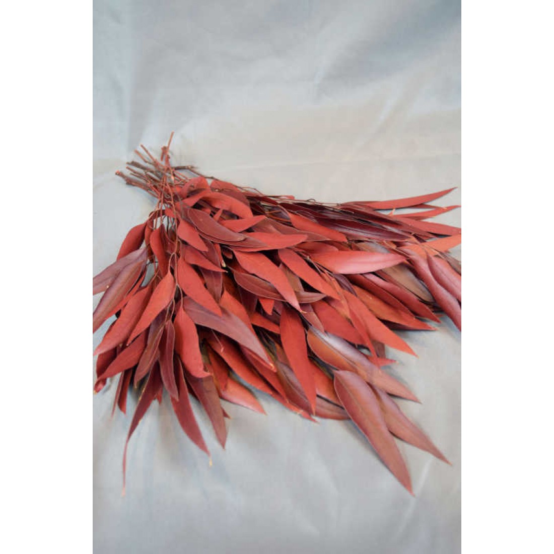 Preserved Willow Eucalyptus Bunch Red | Feather Willow Eucalyptus ...