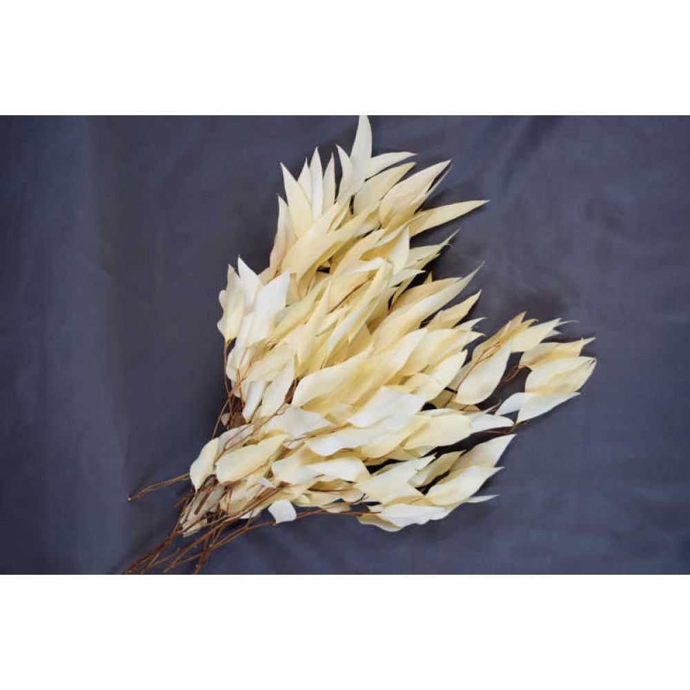 Preserved Willow Eucalyptus Bunch Bleached White | Feather Willow ...