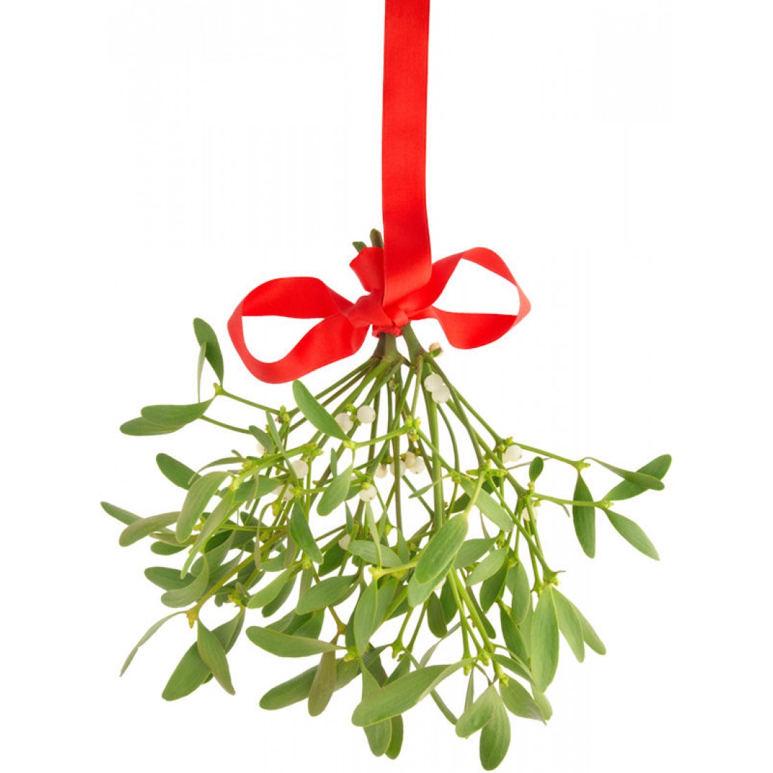 Preserved Mistletoe Boughs - Preserved Mistletoe Branches