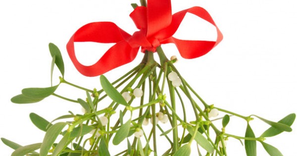 Preserved Mistletoe Boughs - Preserved Mistletoe Branches