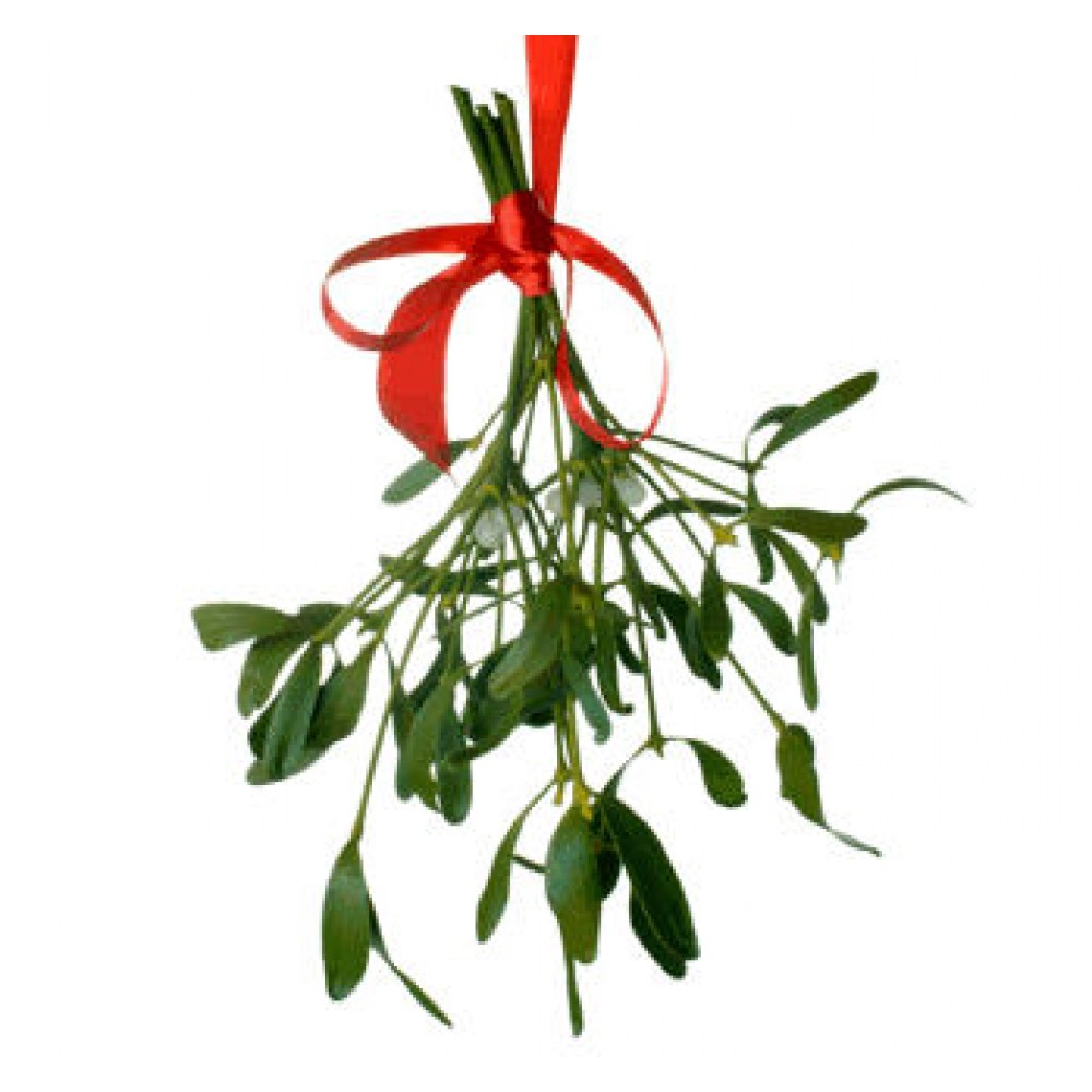 Preserved Mistletoe Boughs - Preserved Mistletoe Branches