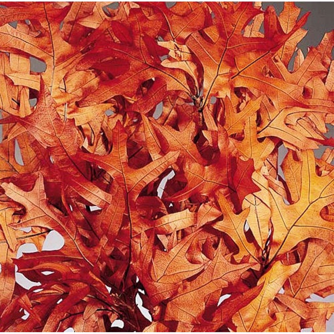 Preserved Rust Oak Leaves