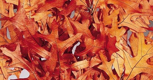 Preserved Rust Oak Leaves