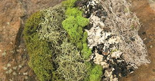 Dried Moss Assortment - Assorted Dried Moss