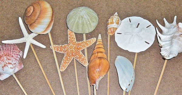 Dried Sea Life Stemmed - Dried starfish - sea urchin - sand dollars