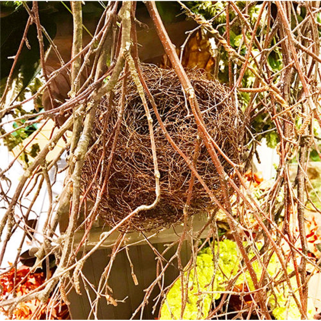 Dried Bird Nests - Mini Birds Nests