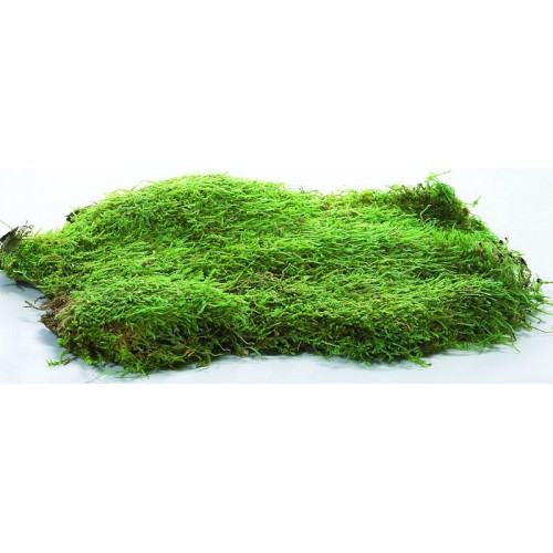 Dried Moss for Sale | Decorative Moss | Curious Country Creations