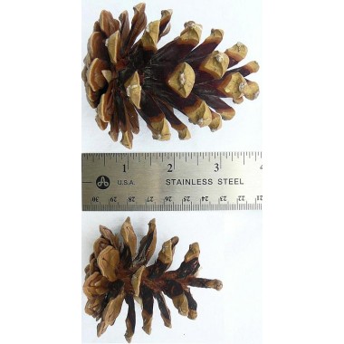 LongLeaf Pine Cones - Natural Long Leaf pinecones
