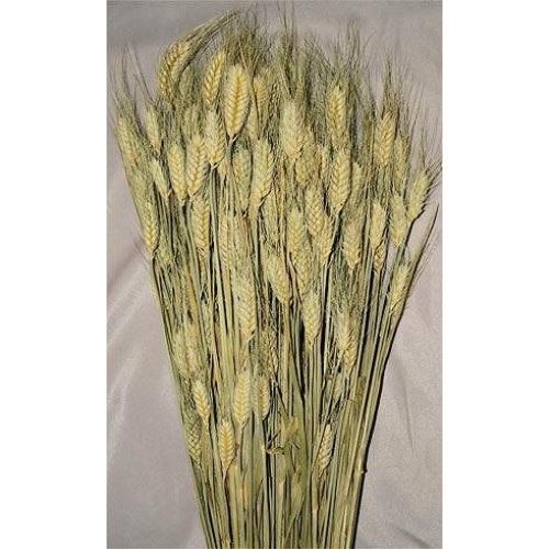 Dried Wheat, Decorative Wedding Wheat, Dry Wheat