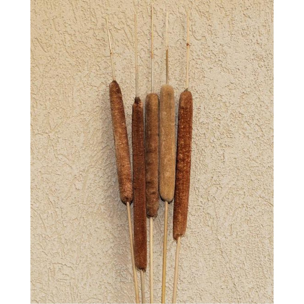 Buy Cattails Large Dried (Cat Tails) For Sale -- In Stock