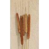 Buy Cattails Large Dried (Cat Tails) For Sale -- In Stock