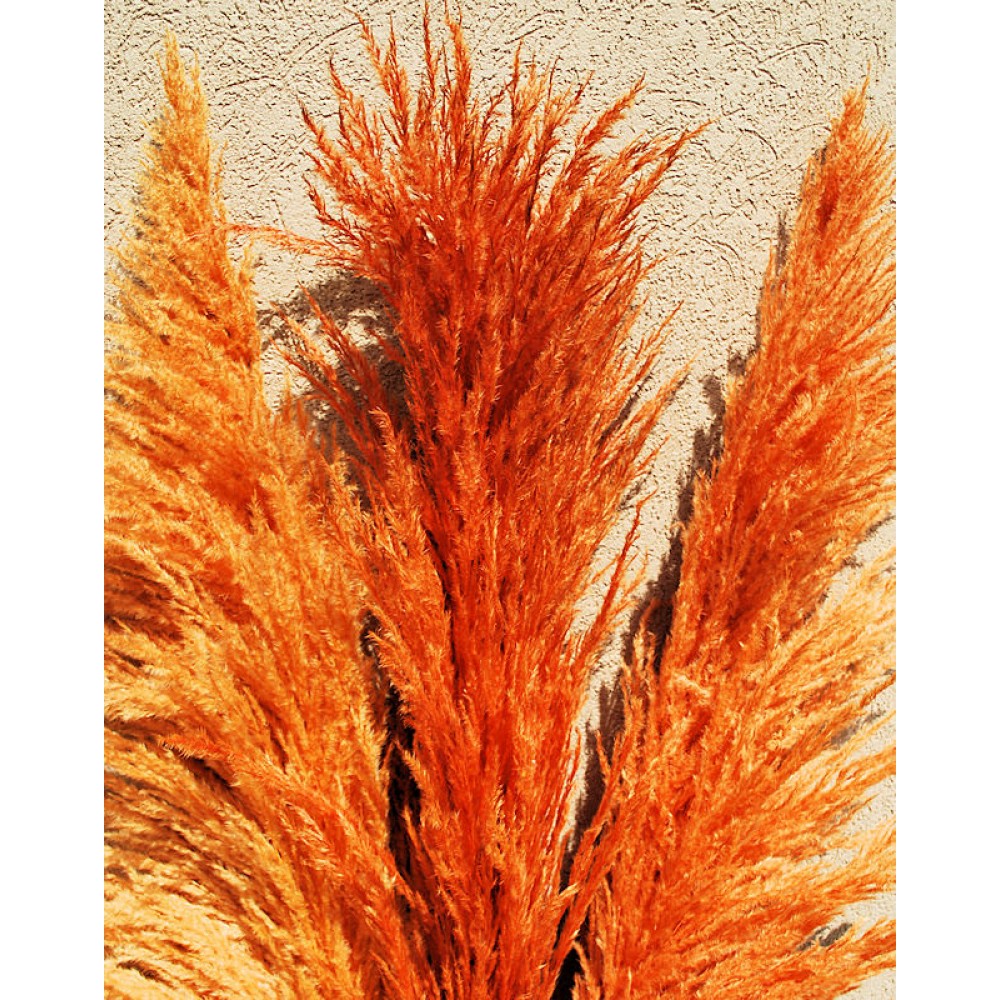 Dried Pampas Grass - Orange Color Pampas Grass