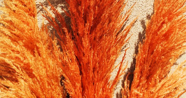 Dried Pampas Grass - Orange Color Pampas Grass