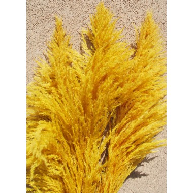 Dried Pampas Grass - Orange Color Pampas Grass