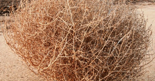Ginormous Tumbleweed - Very Large Tumbleweeds