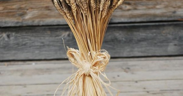 Large Dried Blackbeard Wheat Bunch, Wheat Sheaves