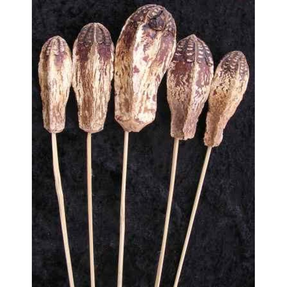 Mahogany Pods - Decorative Mahogany Pods